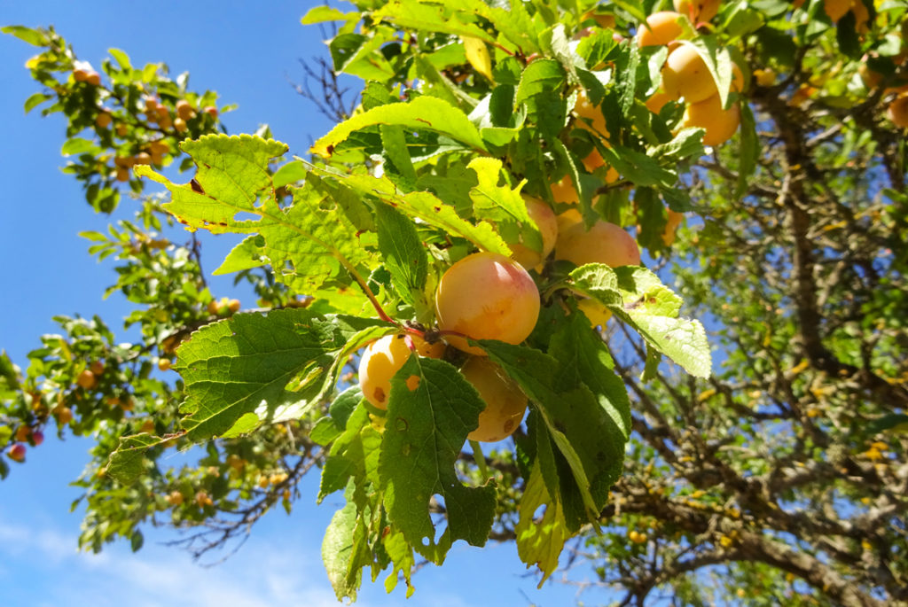 Pourquoi la mirabelle de Lorraine vaut de l’or - Mon Grand Est