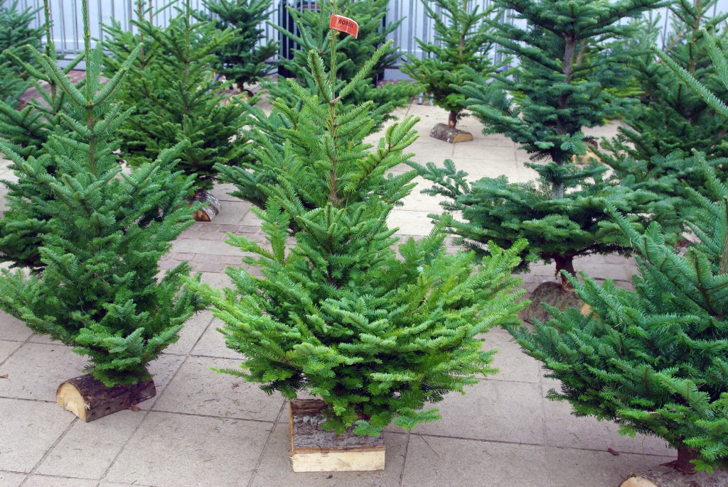 Comment choisir votre sapin de Noël ? - Mon Grand Est
