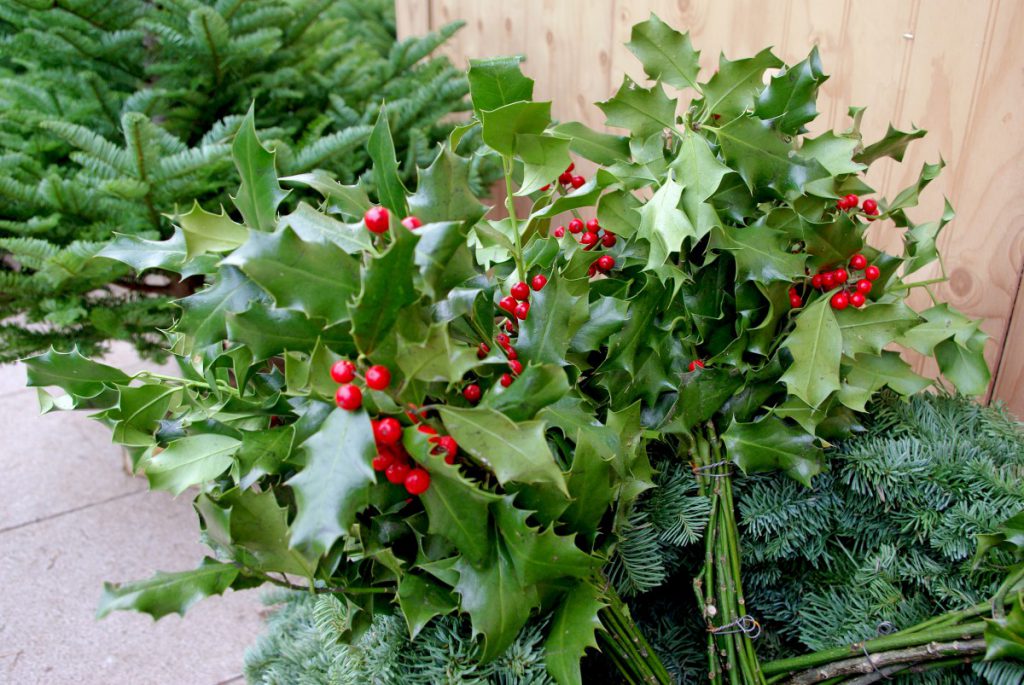 Tout savoir sur la tradition du houx de Noël - Mon Grand Est