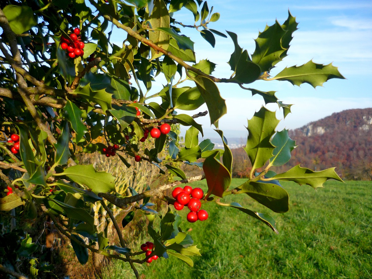 Tout savoir sur la tradition du houx de Noël - Mon Grand Est