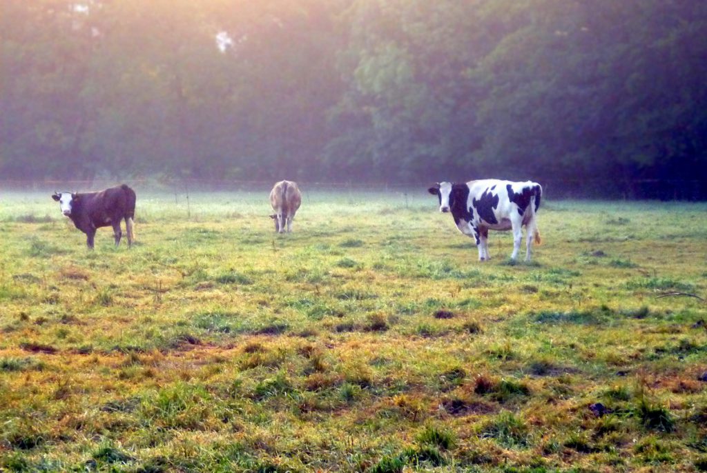 Le Sundgau : un pays à découvrir au sud de l'Alsace - Mon Grand Est