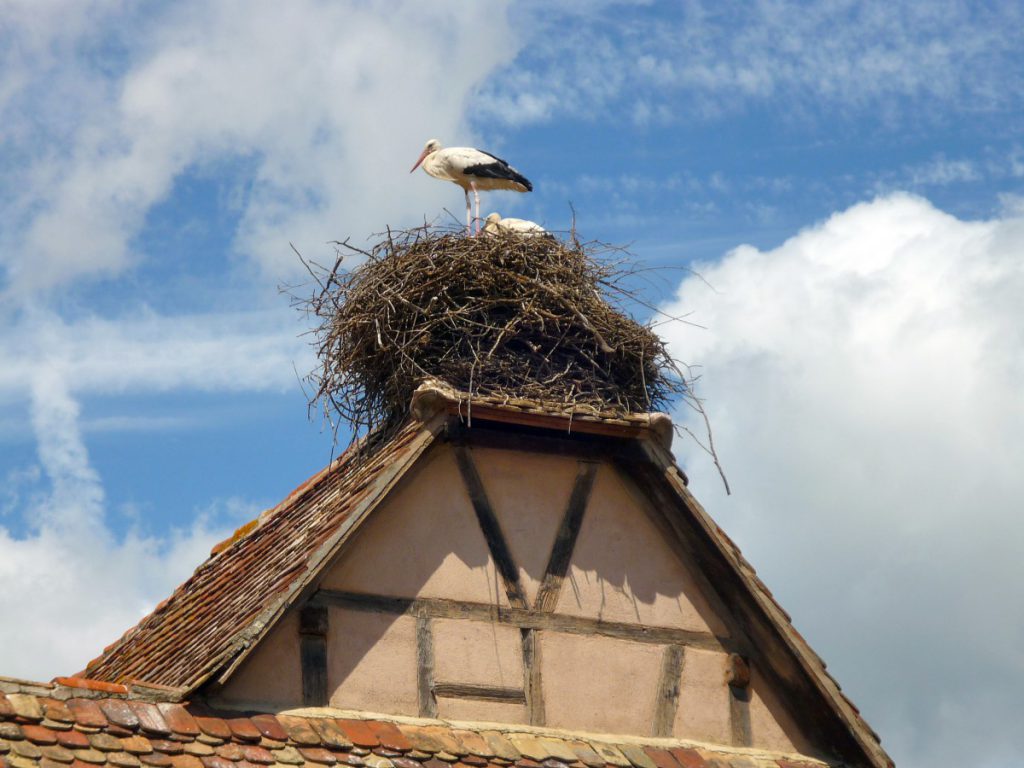 Pourquoi la cigogne en Alsace est un symbole ? - Mon Grand Est