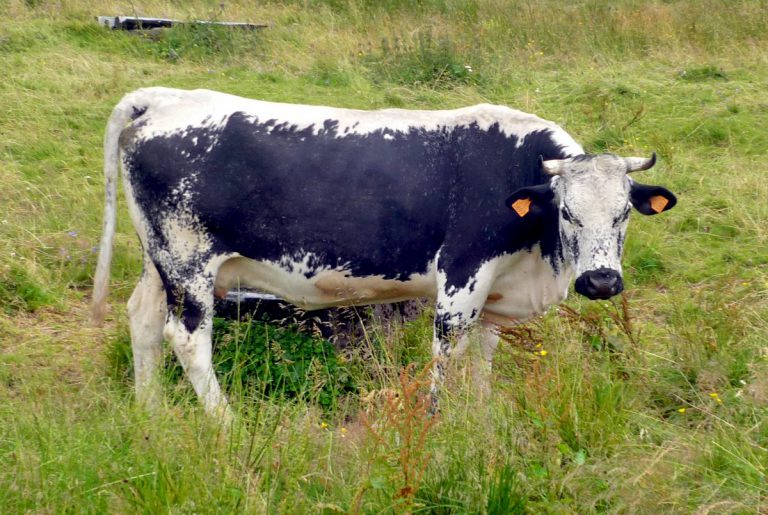 Le munster, le vénérable fromage des Vosges - Mon Grand Est