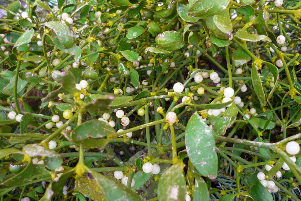 Le gui de l'an neuf : d'où vient la tradition ? - Mon Grand Est