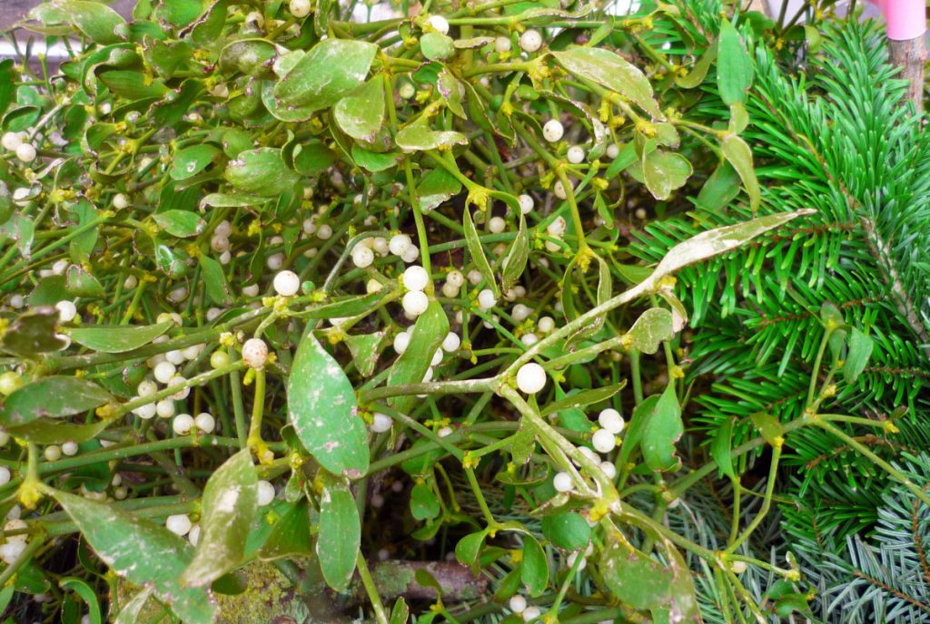 Le gui de l'an neuf : d'où vient la tradition ? - Mon Grand Est