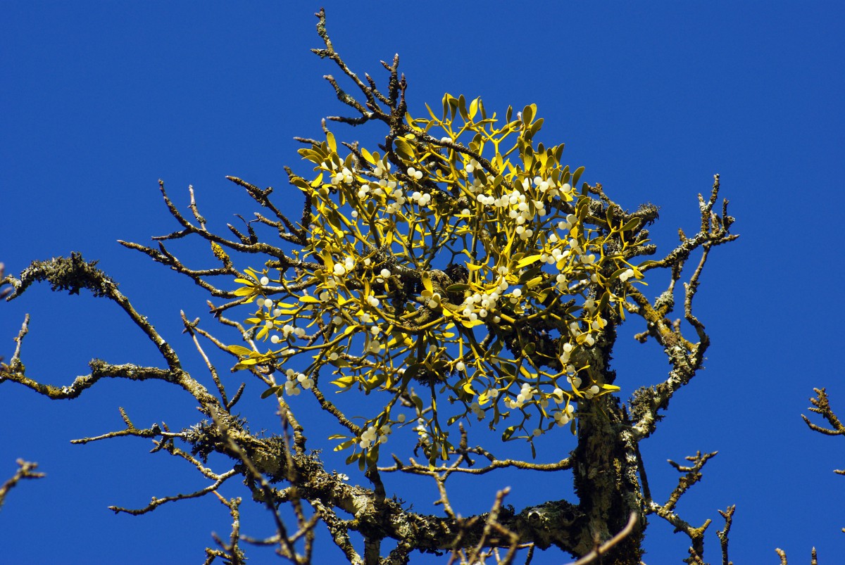 Le gui de l'an neuf : d'où vient la tradition ? - Mon Grand Est