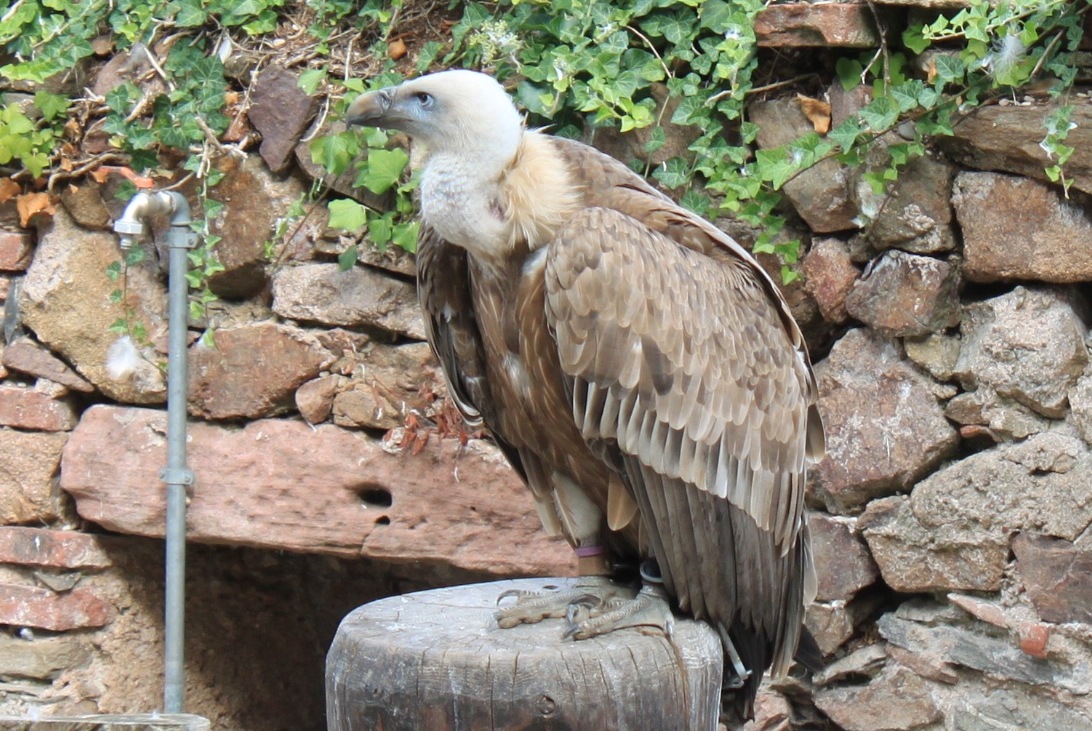 Volerie des Aigles © Christophe.Finot - licence [CC BY-SA 3.0] from ...