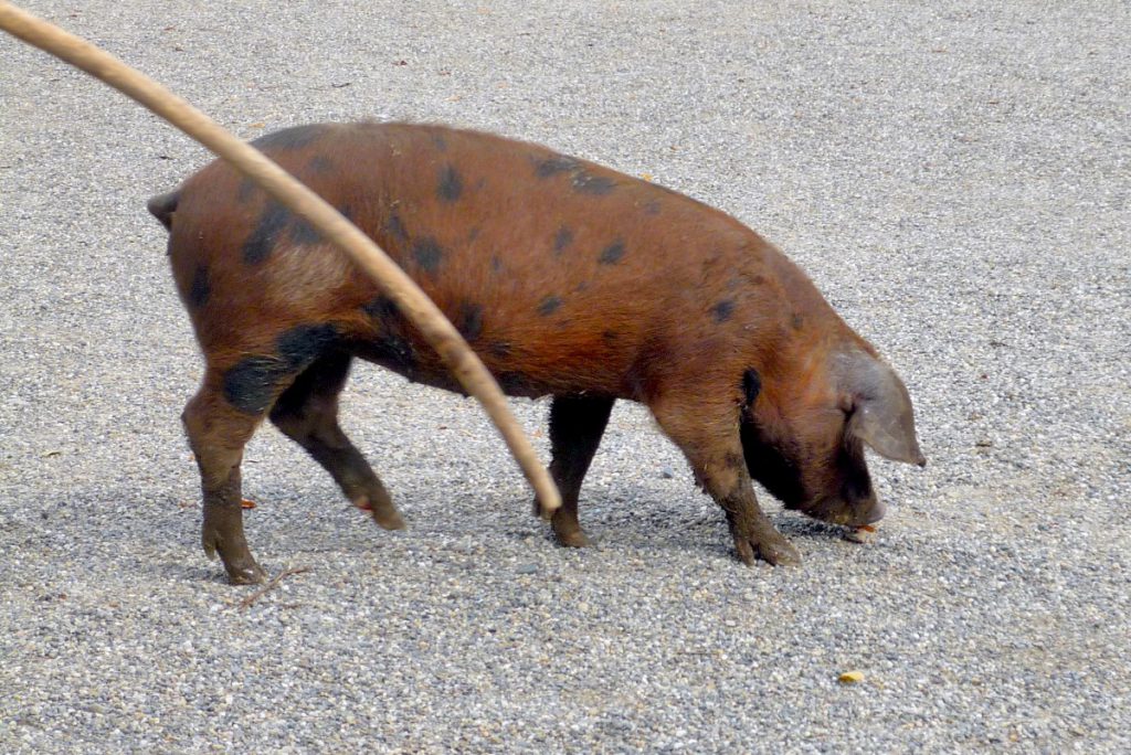 EnFranceAussi : revivez le passé à l'écomusée d'Alsace - Mon Grand Est