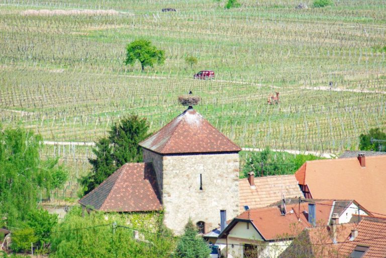 Dambach-la-Ville : découverte d'une localité pittoresque - Mon Grand Est