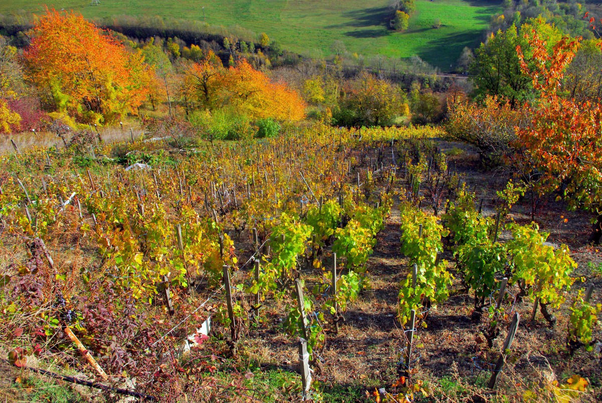 Notre Découverte des Vignes de Tarentaise en Savoie - Mon Grand Est