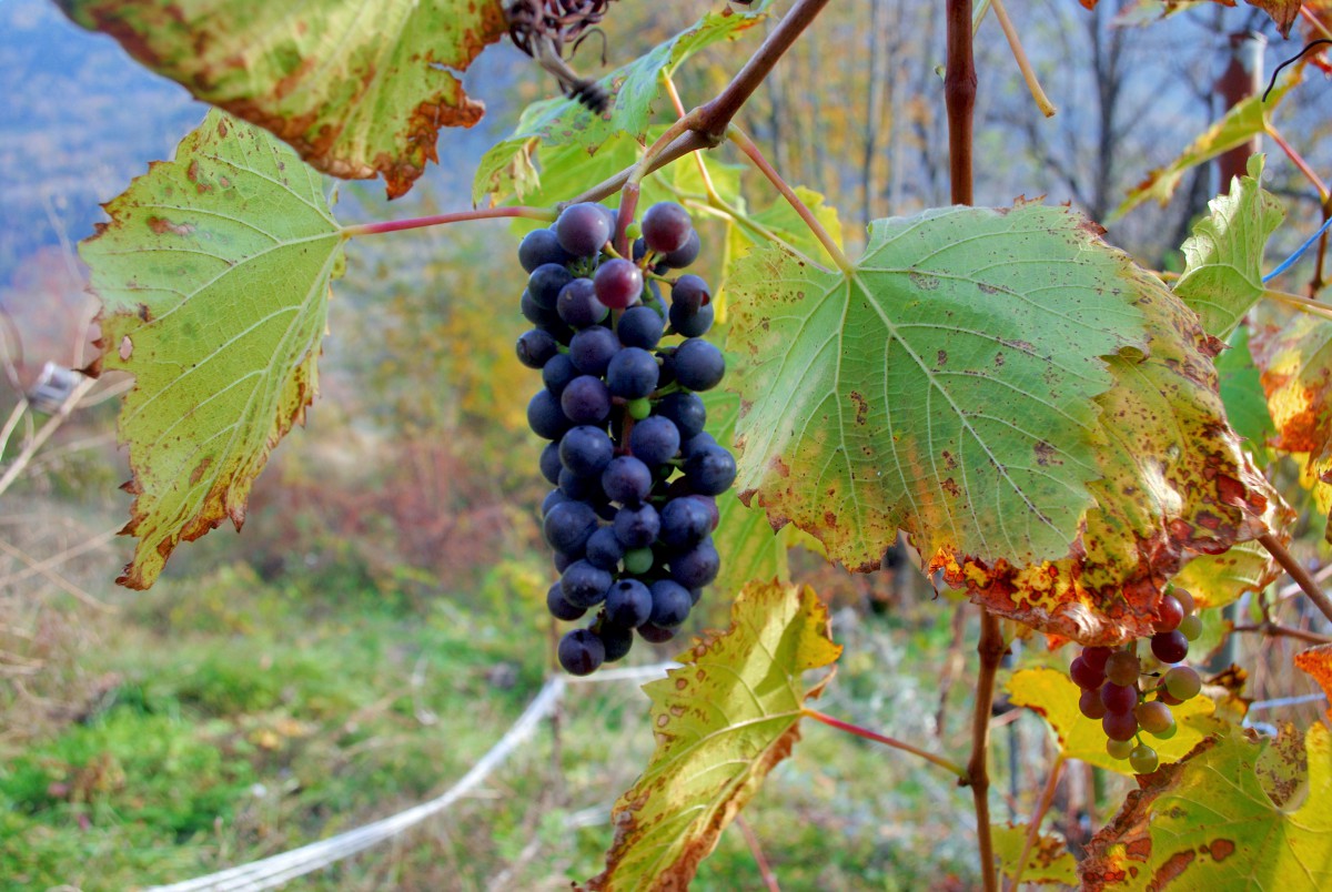 Notre Découverte des Vignes de Tarentaise en Savoie - Mon Grand Est