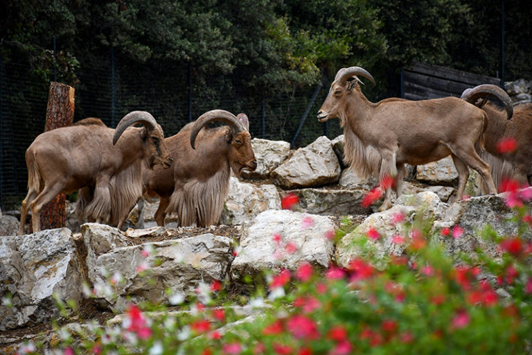 Le Parc animalier de La Barben : une journée inoubliable ! - Mon Grand Est