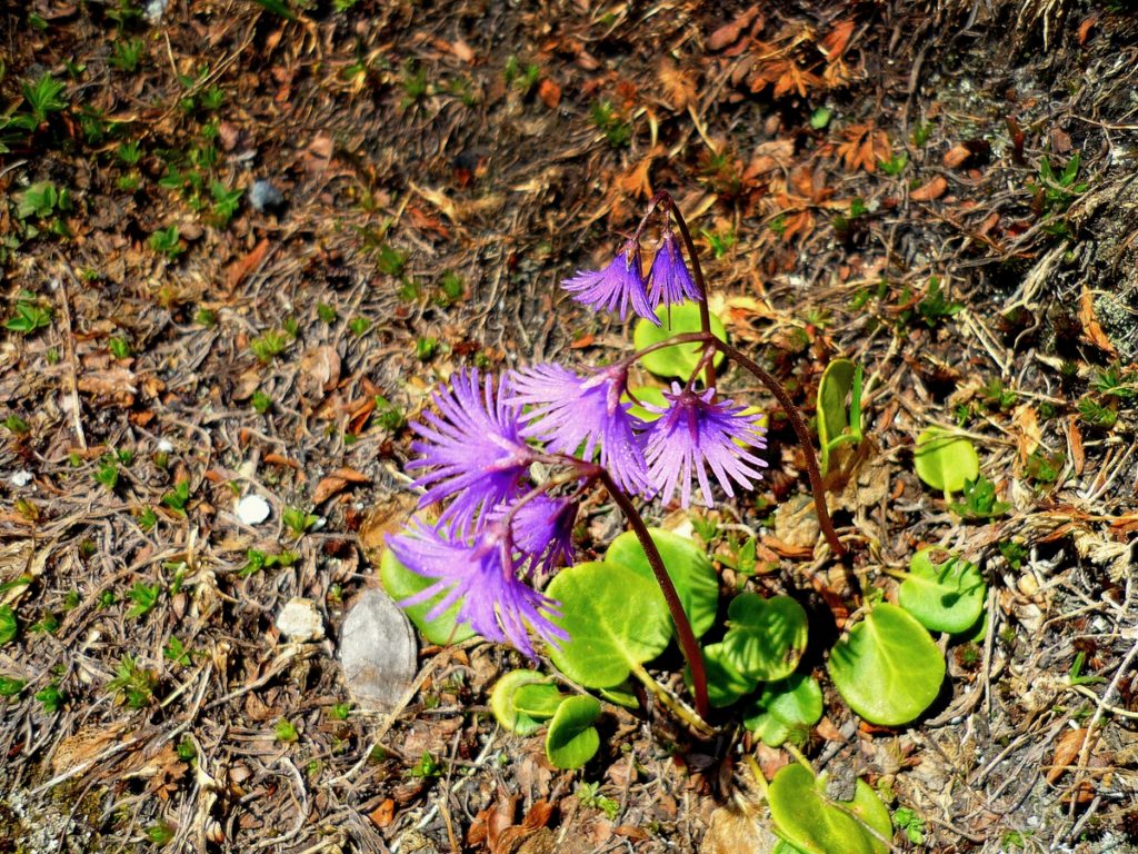 Flore des Alpes : 25 fleurs alpines à voir en Vanoise - Mon Grand Est