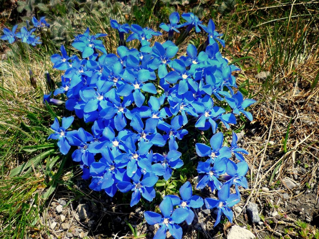 Flore des Alpes : 25 fleurs alpines à voir en Vanoise - Mon Grand Est